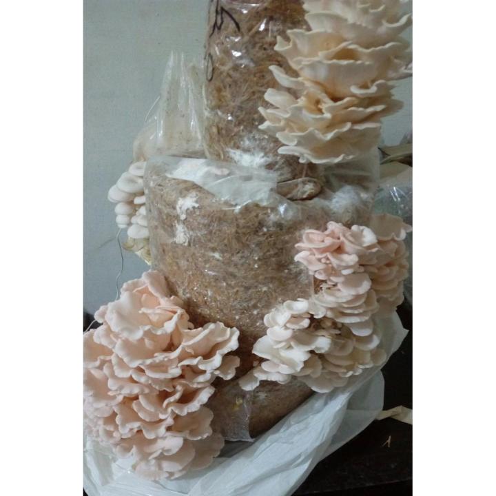 Pink Oyster Mushroom seed spawn mycelium 500gm | Daraz.pk