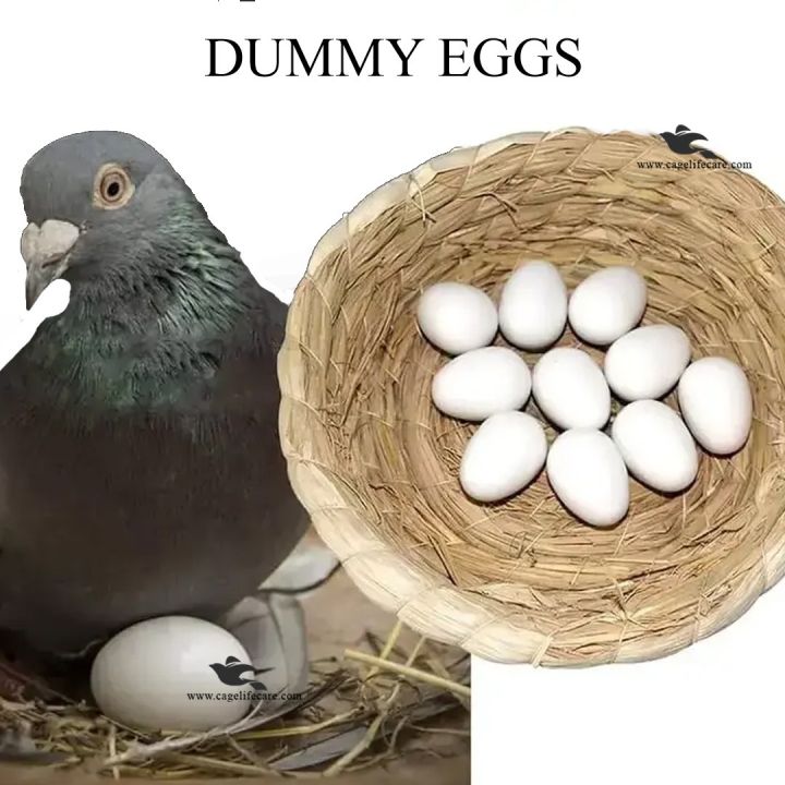 Dummy Eggs For Pigeons(Pack Of 10) – Effective way to Manage Breeding ...