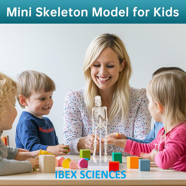 IBEX SCIENCES Mini Skeleton Model, 25CM Small Anatomy Skeleton Figure ...
