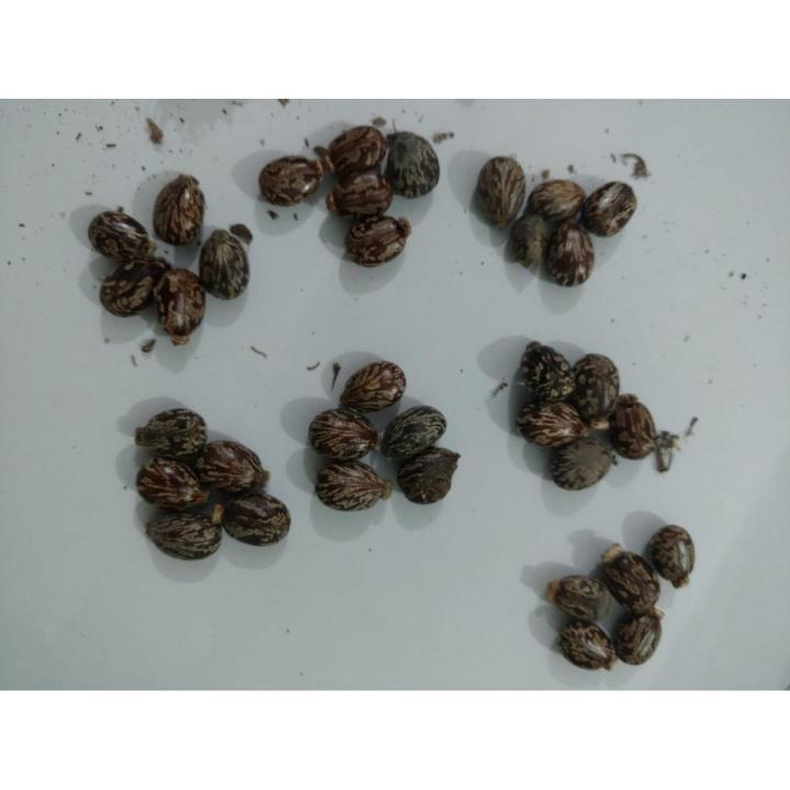 35 Castor oil seeds 100percent germinate for grow caster plant Eranda ...