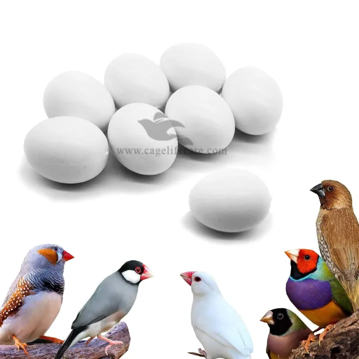 Finches & Java Dummy Eggs (Pack Of 2) - Solid White Plastic Eggs ...