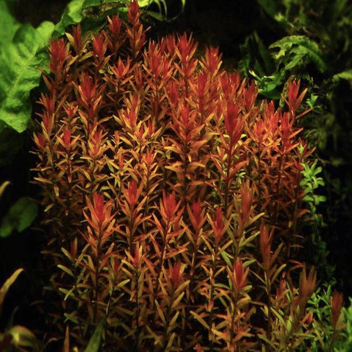 Rotala Rotundifolia Ceylon Pink Aquarium Plant Seeds | Daraz.pk