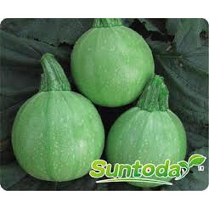 F-1 HYBRID ROUND SQUASH VEGETABLE SEED kitchen garden | Daraz.pk
