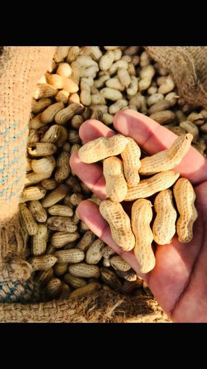 Mong phali1 kg Roasted gujarkhan moong phali peanuts best quality ...