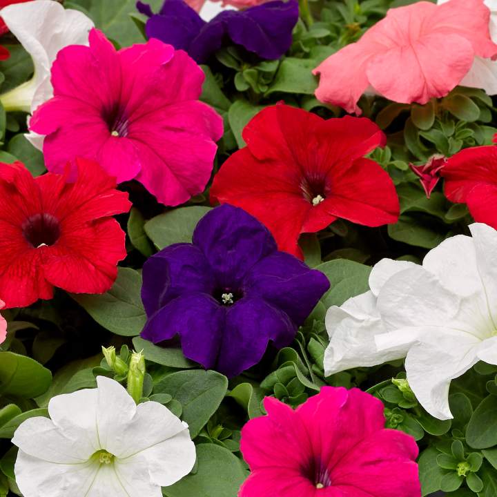 Petunia flower Mix Color Seeds F1 Hybrid Flower for kitchen Gardening ...