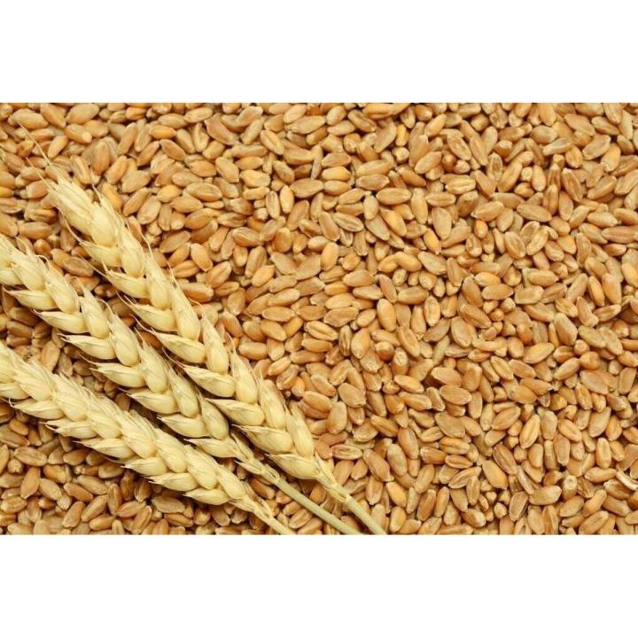 Organic Raw Whole Wheat Grain Premium/Gehoon/Godhum - 8 Kg | 100% ...