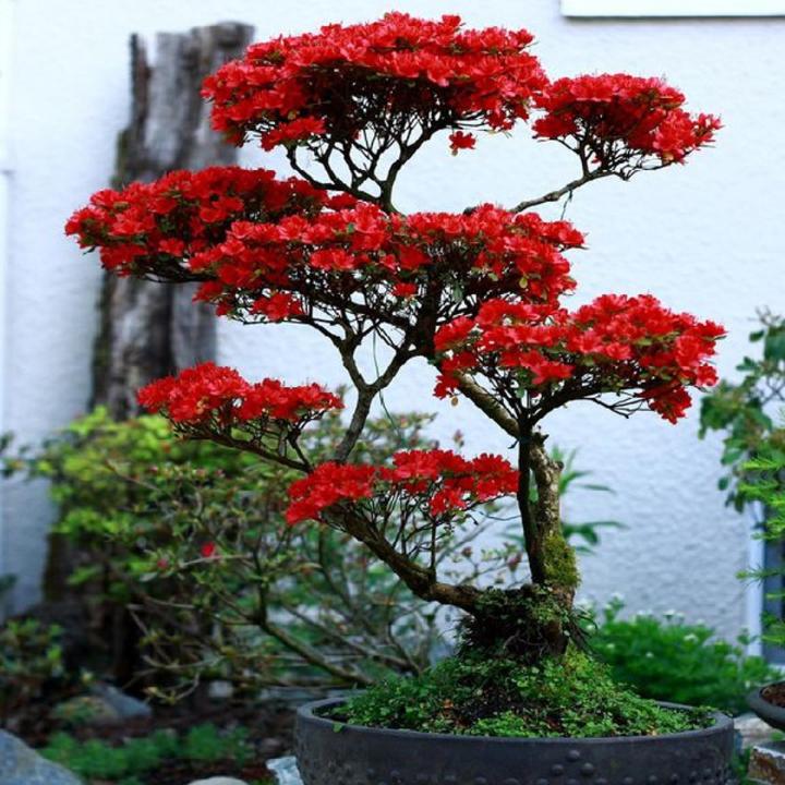 Azalea Red Flowre Tree Seeds | Daraz.pk