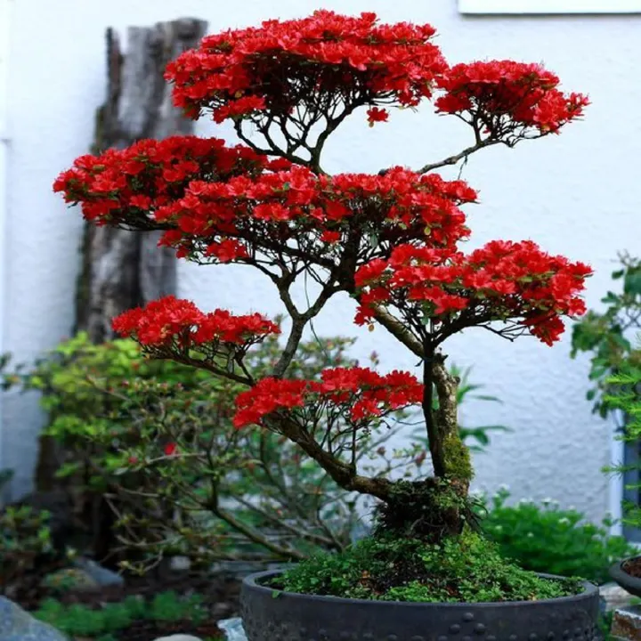 Azalea Red Flowre Tree Seeds | Daraz.pk