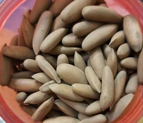 Fresh pine Nuts / (Chilgoza) With Shell (500 grams) (1KG) | Daraz.pk