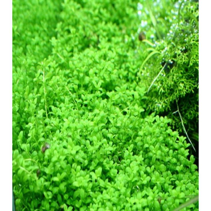 Live Aquarium Fish Tank Big Leif Plants Seeds | Daraz.pk