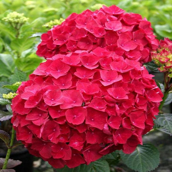 Hydrangea Red Flower Seeds | Daraz.pk