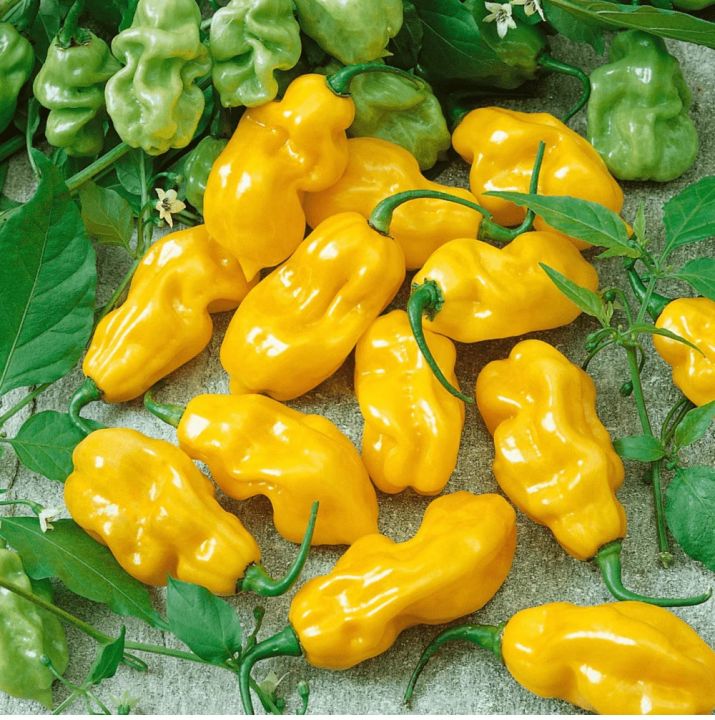 Chilli Habanero Yellow seeds Intense Heat Chilli seeds by infinite ...