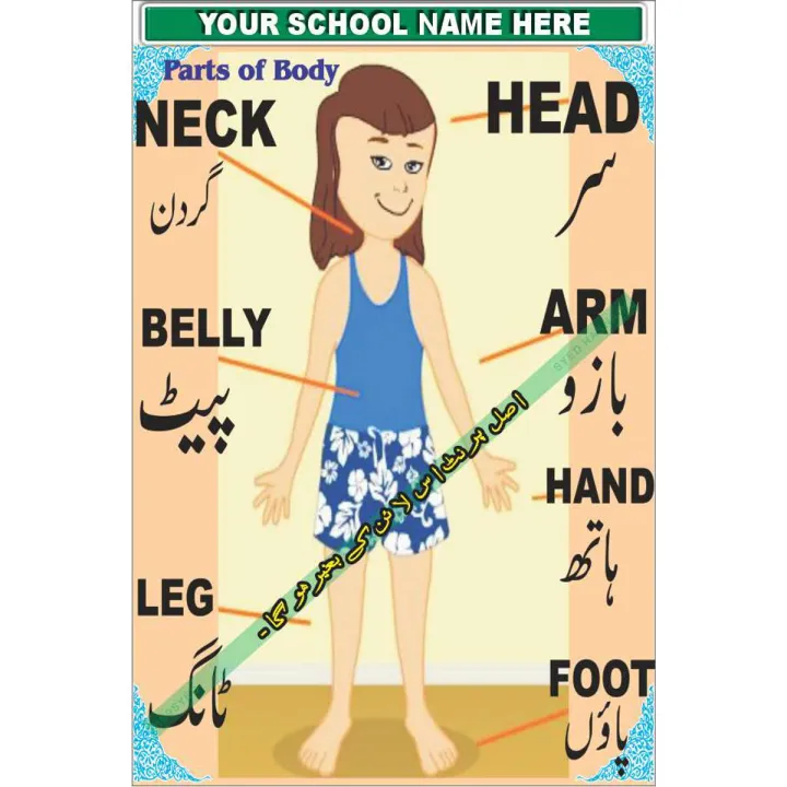 English No.6309 - Parts of Body Girl English Subject - Chart Graphics ...