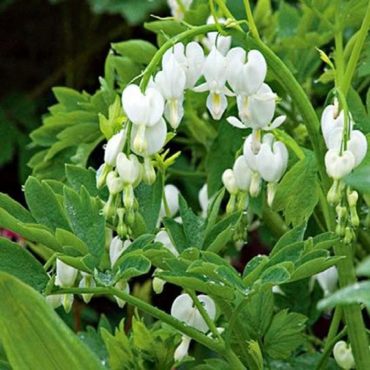 White Bleeding Heart Flower Tree Seeds | Daraz.pk