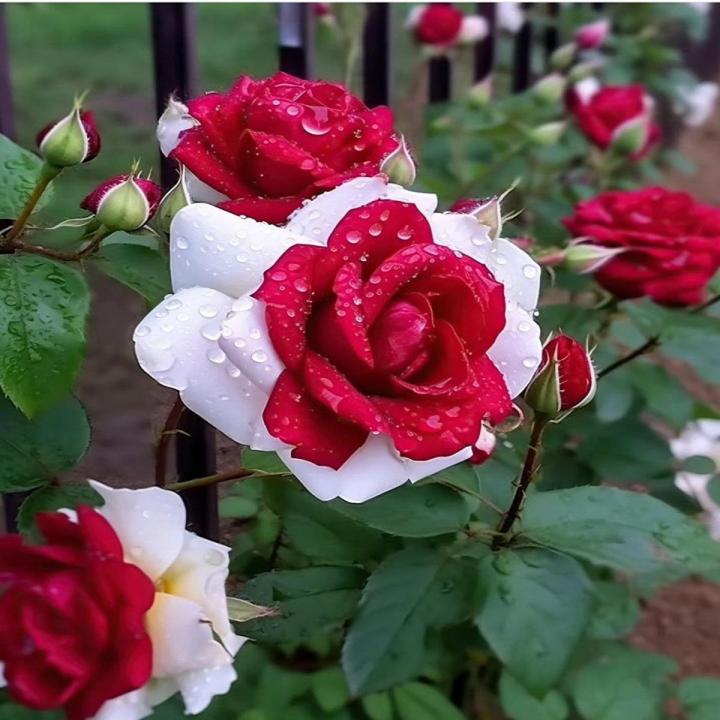 Dark Red Heart Rose Seeds | Daraz.pk