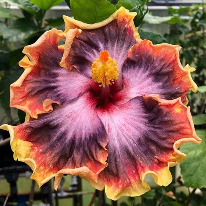 Gewen Hibiscus Flower Plant Seeds | Daraz.pk