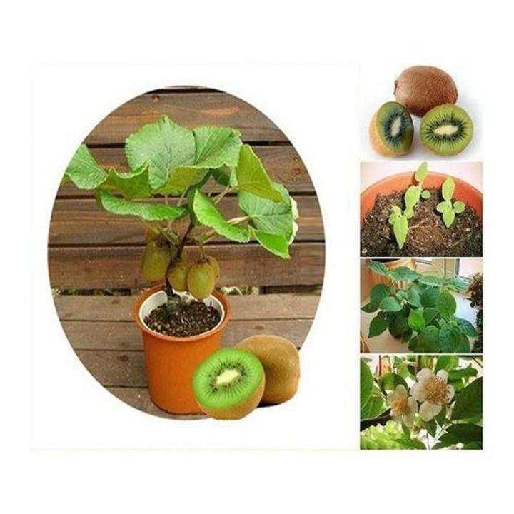 Thailand Mini Kiwi Fruit Seeds Imported | Daraz.pk