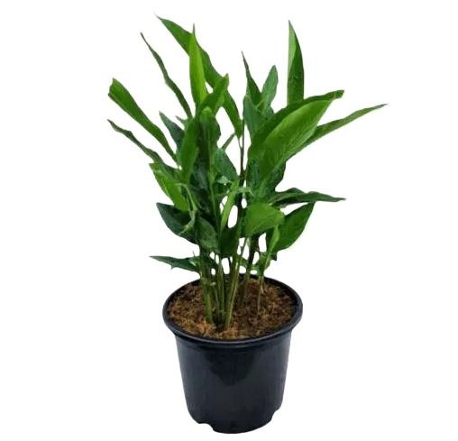 Alpinia Elaichi plant (False Cardamom) | Daraz.pk