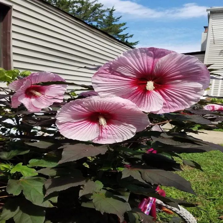 Starry Night Hibiscus Flower Plant Seeds | Daraz.pk