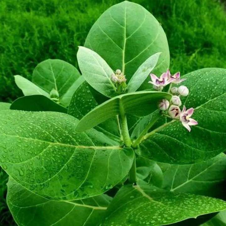 Organic Aak Leaves 400Gm | Daraz.pk