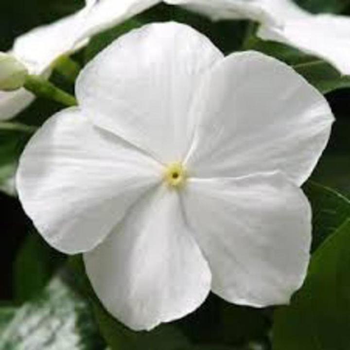 Vinca flower seeds f1 (WHITE) | Daraz.pk