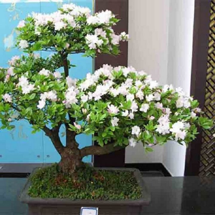 Rare White Azalea Seeds | Daraz.pk