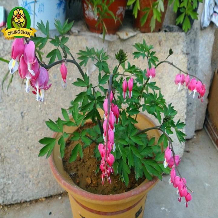 Pink Bleeding Heart Flower Tree Seeds | Daraz.pk