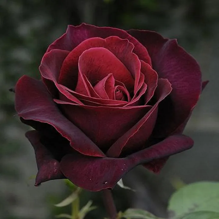 Deep Secret Rose Seeds | Daraz.pk