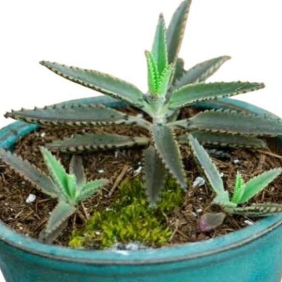 Mother of Thousands / Alligator Live Plant | Daraz.pk