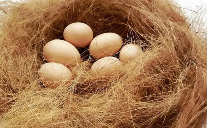 Pack of 6 bird nesting Material, Coco coir, used in Bird house and bird ...