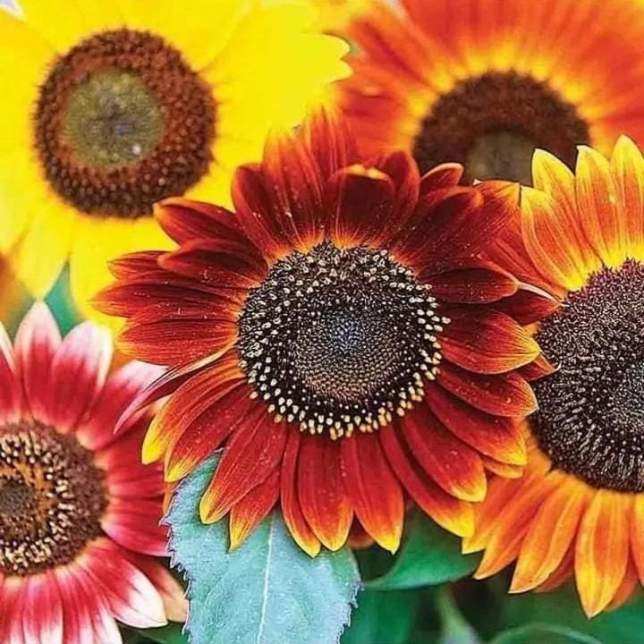 Sunflower Mix Plant Seeds | Daraz.pk