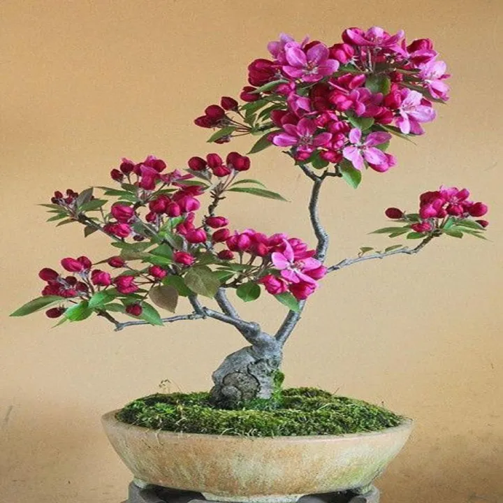 Bonsai Begonia Tree Seeds | Daraz.pk