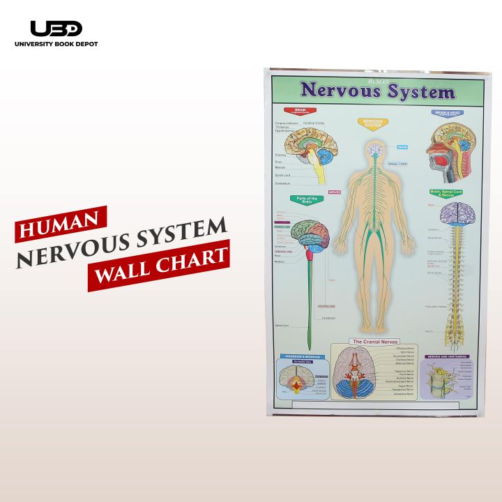 Human Nervous System Wall Chart | HD Picture Presentation on 200 grams ...
