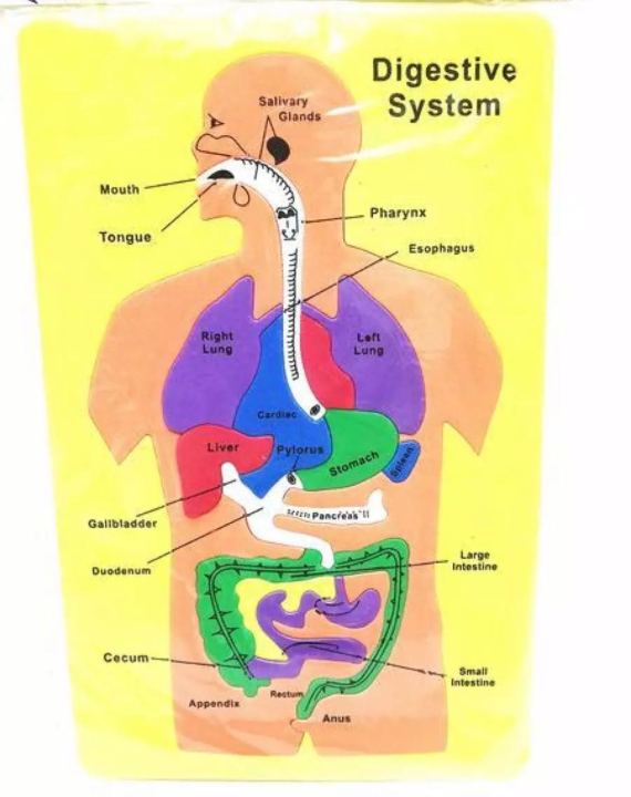 Human Digestive System Foam Chart | Digestive Puzzle Foam Chart | Human ...