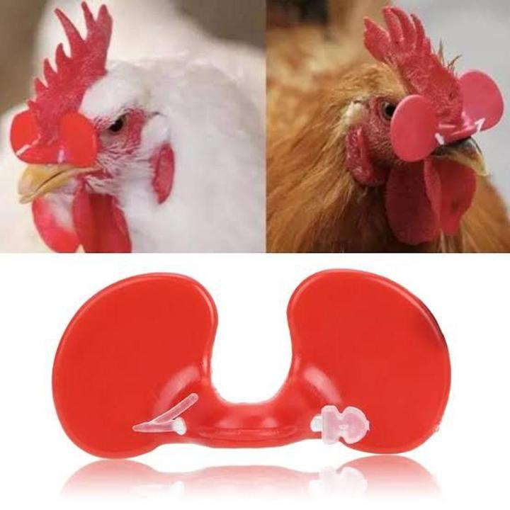 Eye Blinder for Chicken - Eye Glasses For Chicken (10 Pieces) - Super ...