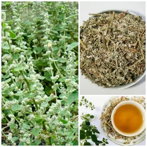 Dried Polpala Natural Herbal Drink/Pol Pala Tea/ Aerva Lanata for ...