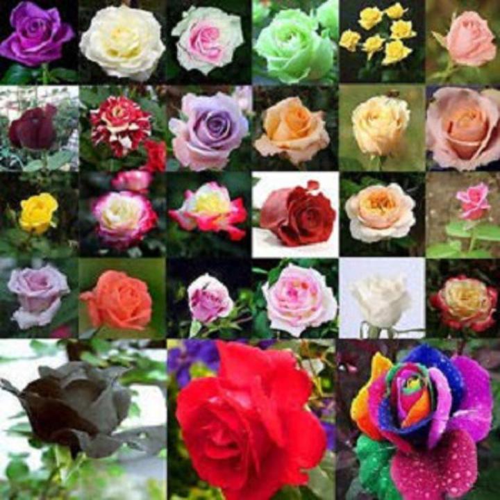 Mix Rose Flower Seeds 4 | Daraz.pk