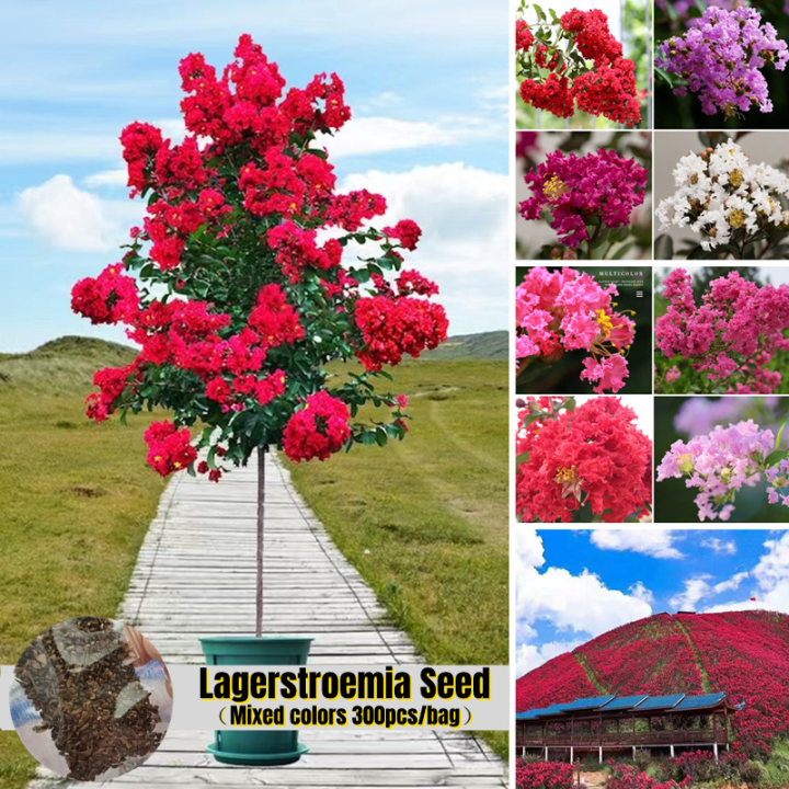 [Fast Germination] Colorful Lagerstroemia Seeds Flower Seeds (300 Seeds for Planting ) Crape ...