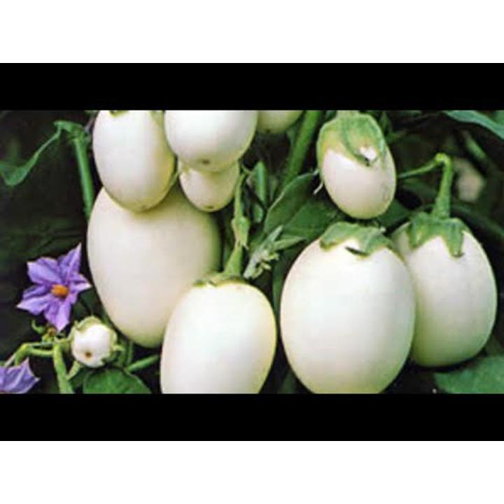 White Eggplant / F1 Hybrid White Brinjal / White Baingon Seeds - 50 ...