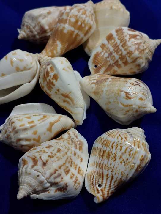 Natural Sea Shells For DIY Crafts | 5, 15, 20, 25, Mix Size pcs (4cm to ...