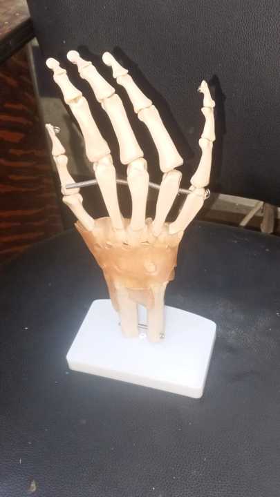 BIOLOGY MODEL OF HAND JOINT | Daraz.pk