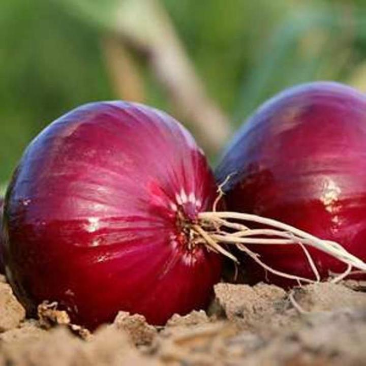50+ Onion Red Creole Seeds Pack 100% Germination | Daraz.pk