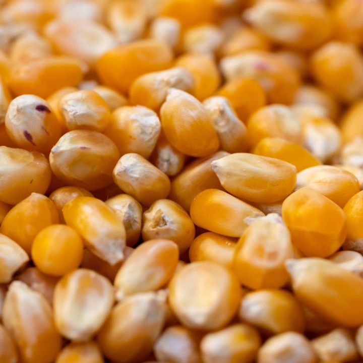 PREMIUM QUALITY POP CORN KERNALS , POP CORN , POPCORN SEEDS , MAKAI ...