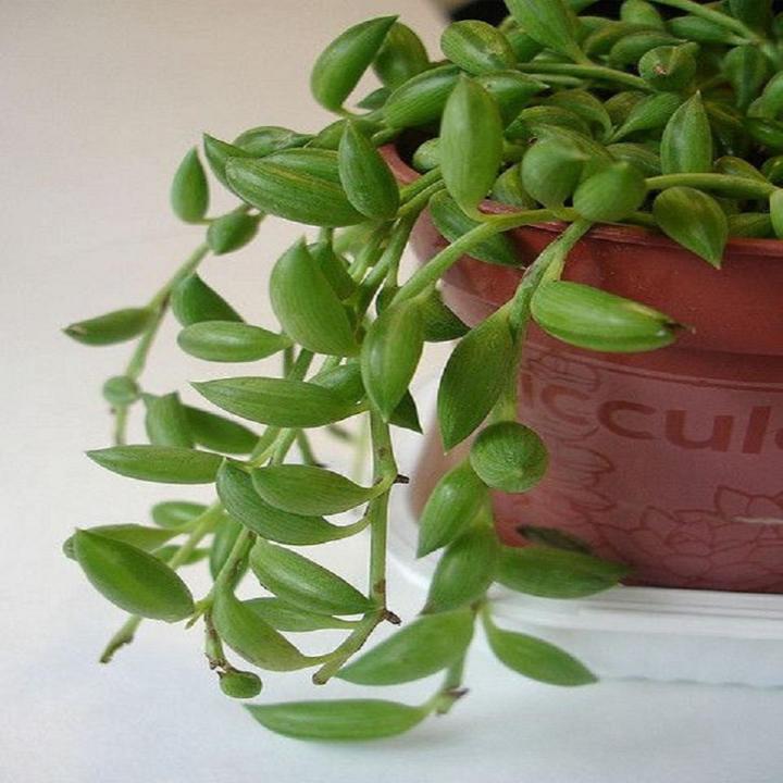 String of Banana Succulent Seeds | Daraz.pk