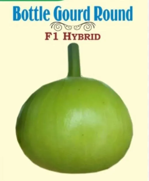 Bottle gourd round F1 Hybrid کدوگول (Lauki / Ghiya) | Daraz.pk