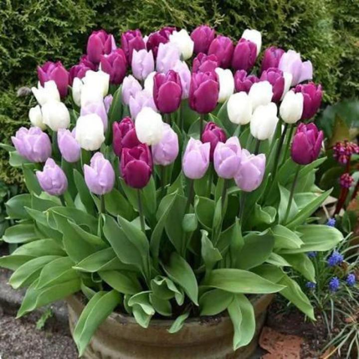 White Purple Maroon Mix Tulip Flower Seeds | Daraz.pk