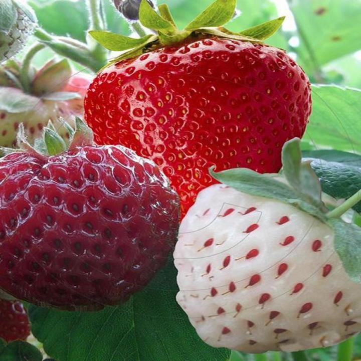 Strawberry Mix Color Fruit Seeds | Daraz.pk