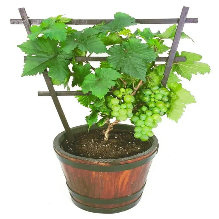 Bonsai Pixie Grapes Fruit Seeds | Daraz.pk