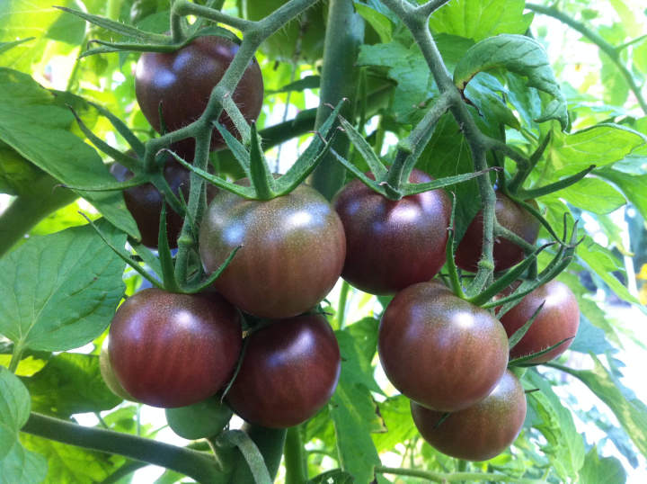Purple Cherry Tomato Maskotka Hybrid F1 Vegetable Seeds | Daraz.pk
