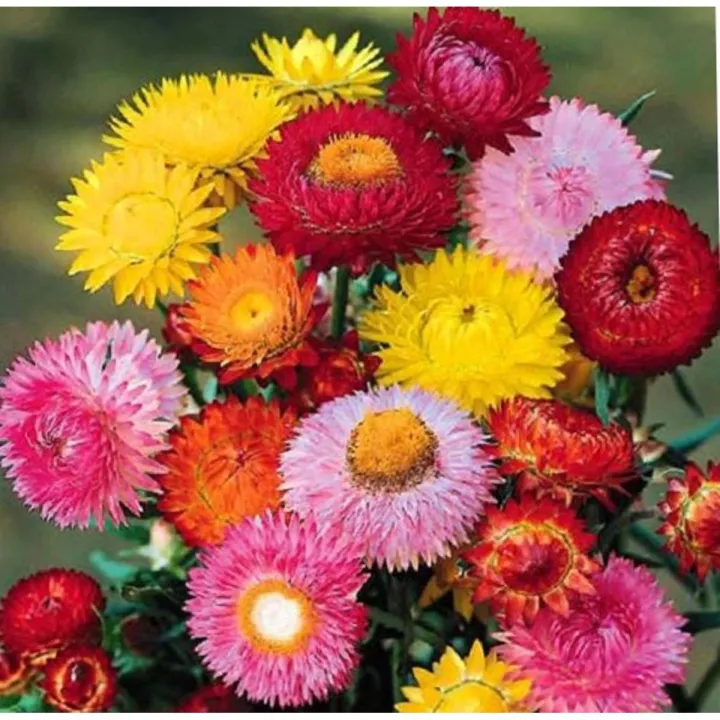 ASTER MIX FLOWERS SEEDS | Daraz.pk
